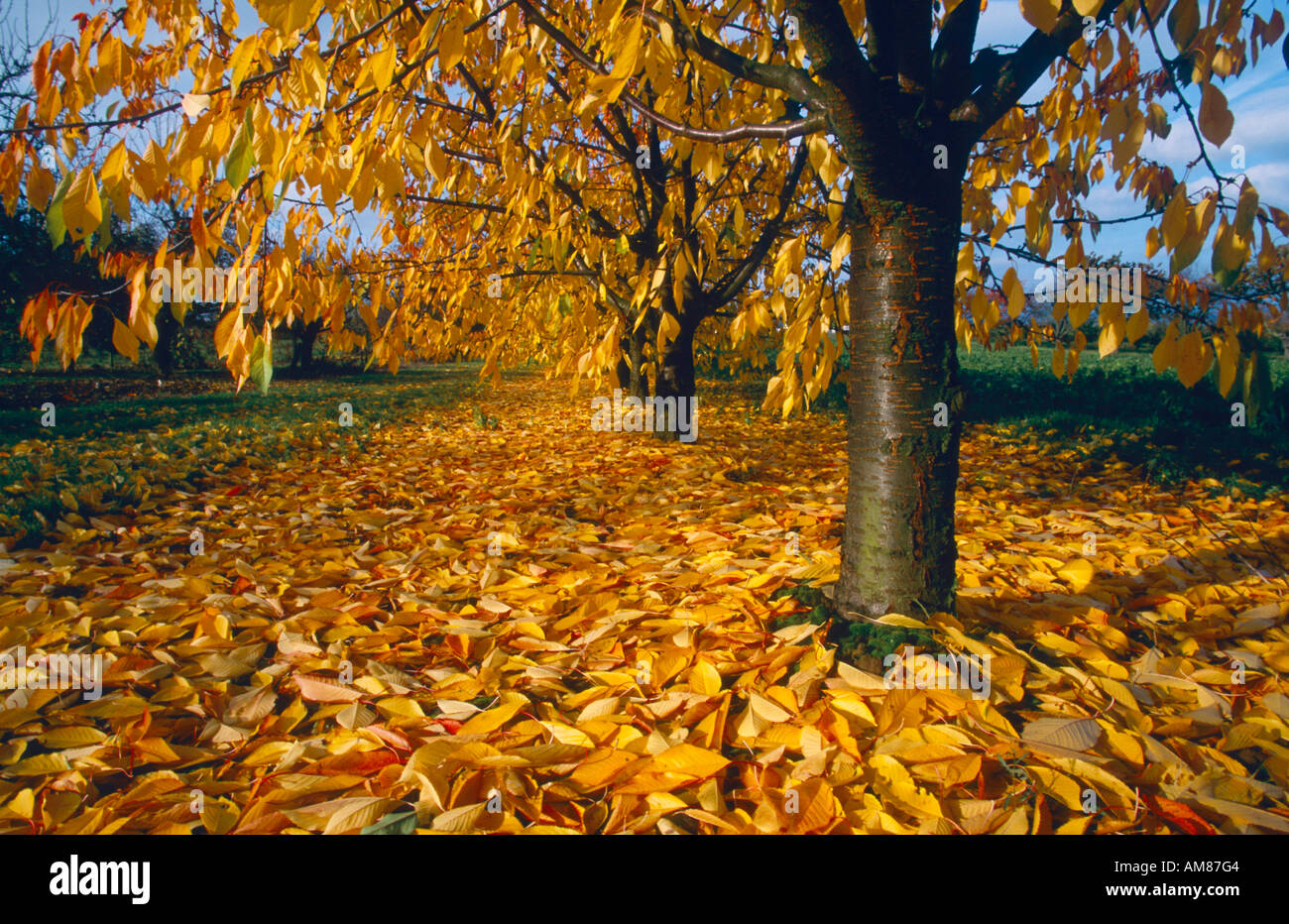 Sweet Cherry Trees, Prunus Avium, Autumn, Europe Stock Photo - Alamy