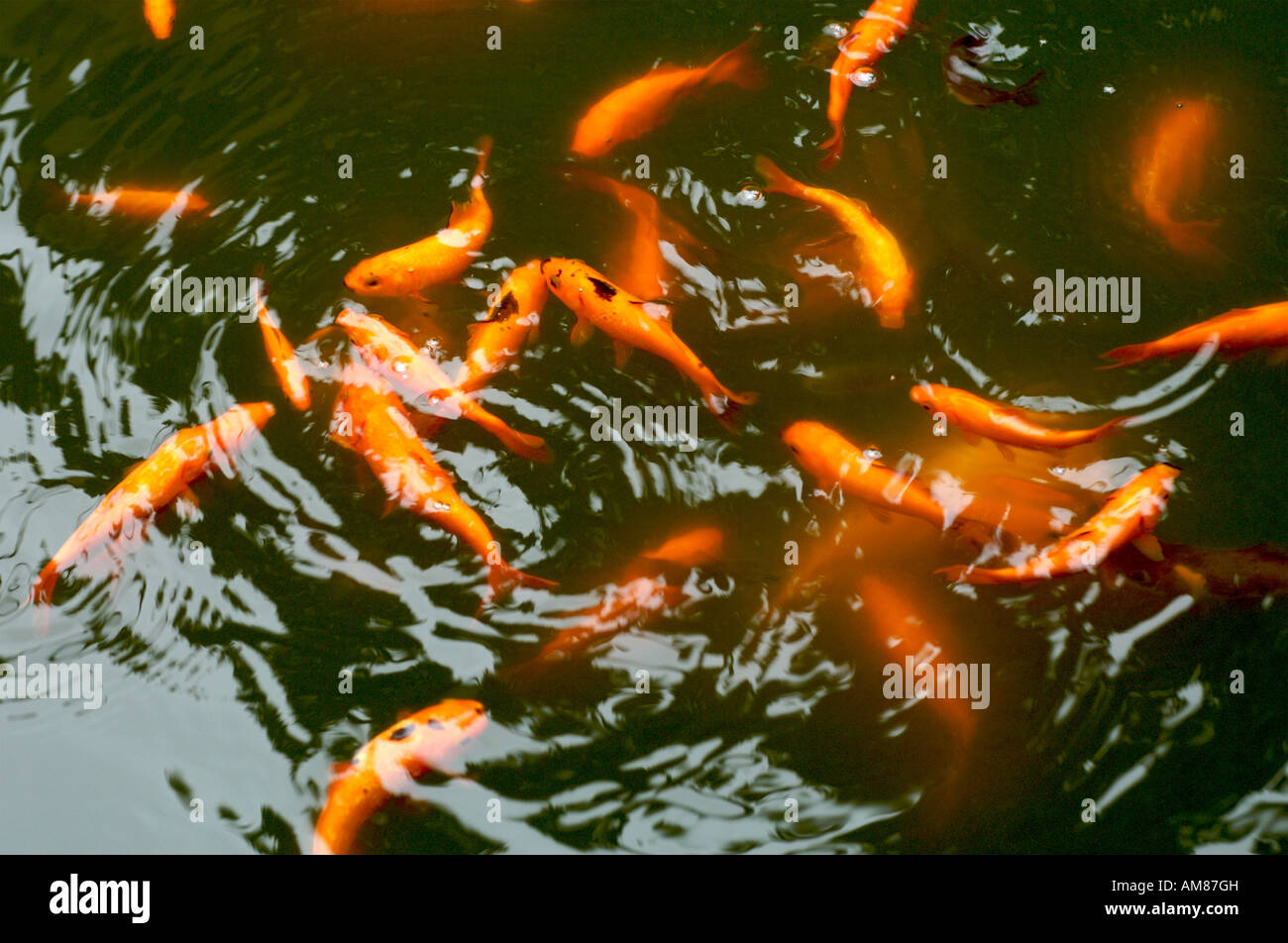 Goldfish in a Garden Pond Stock Photo - Alamy