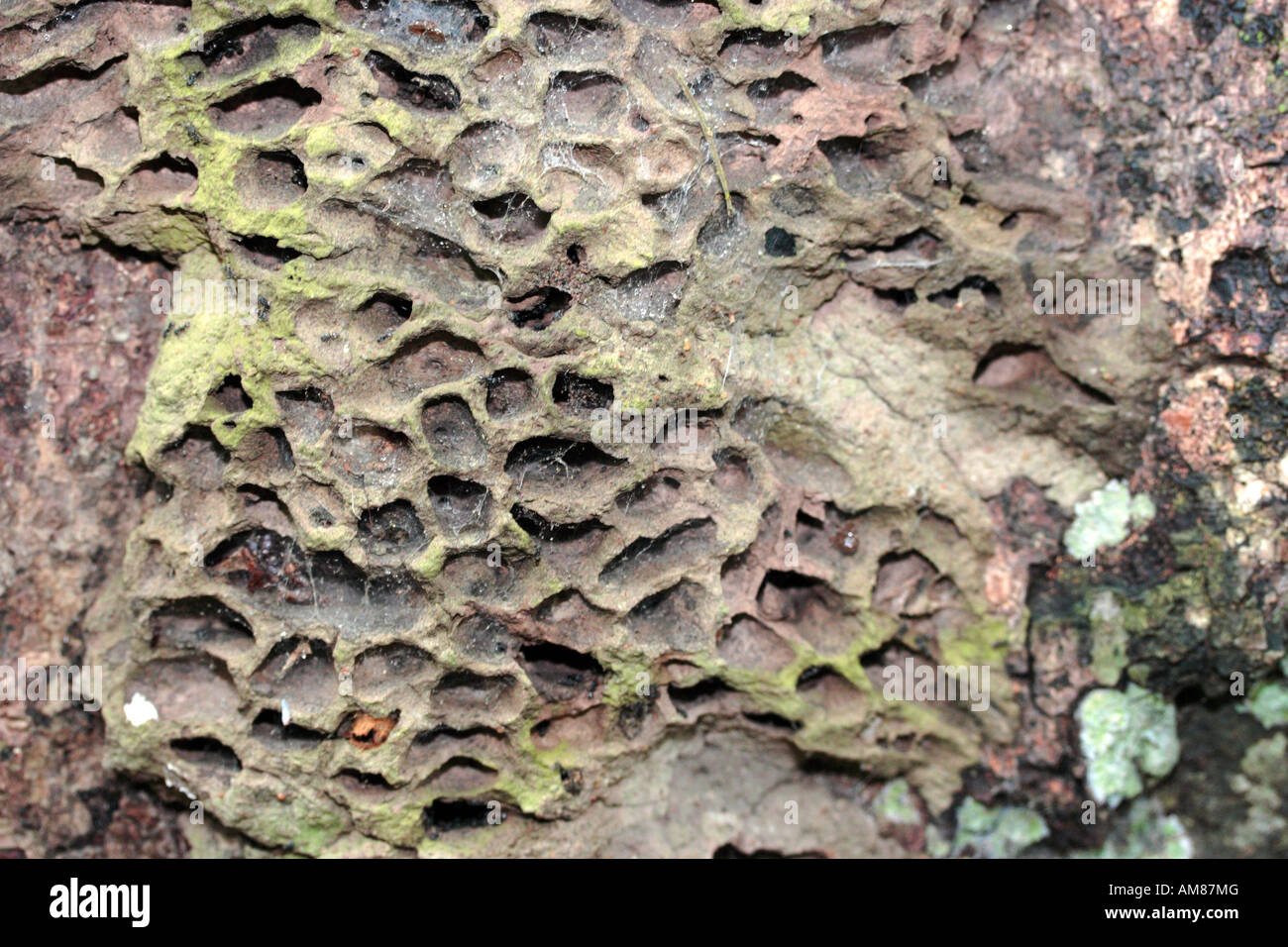 Ants Structure High Resolution Stock Photography and Images - Alamy