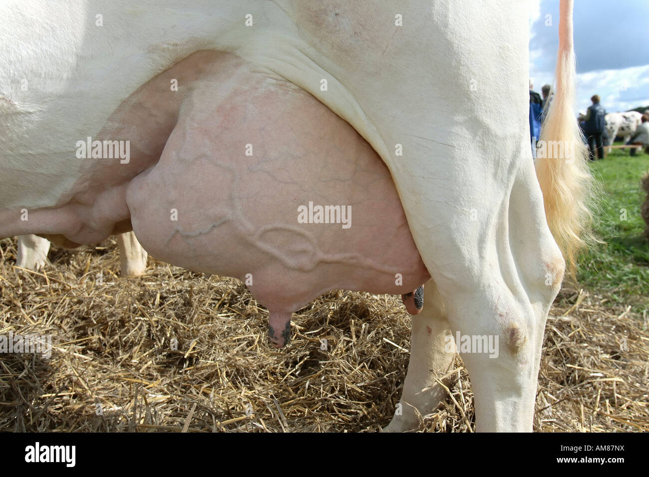 Jungviehschau hi-res stock photography and images - Alamy