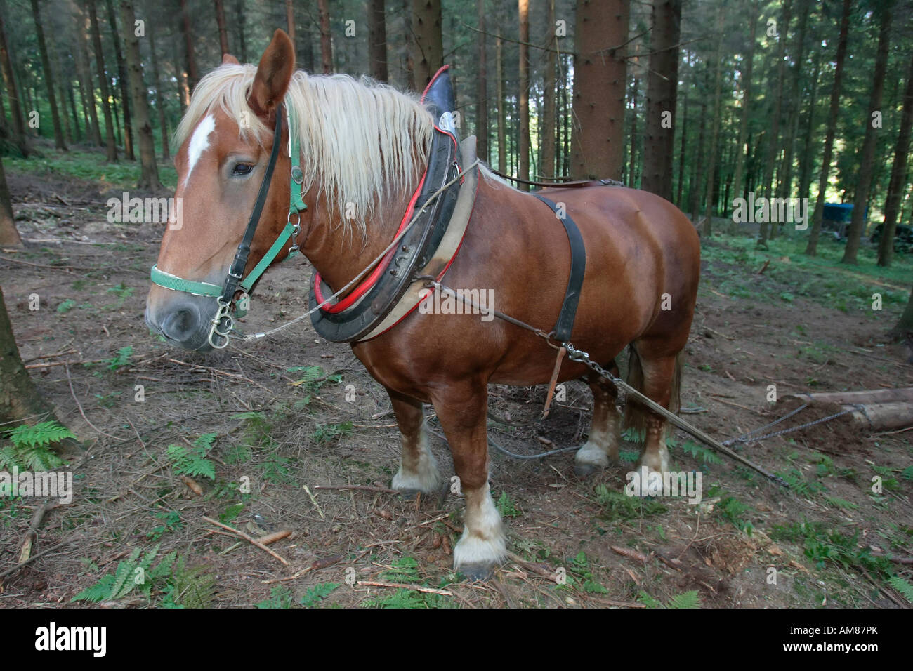 Workhorse at work Stock Photo - Alamy