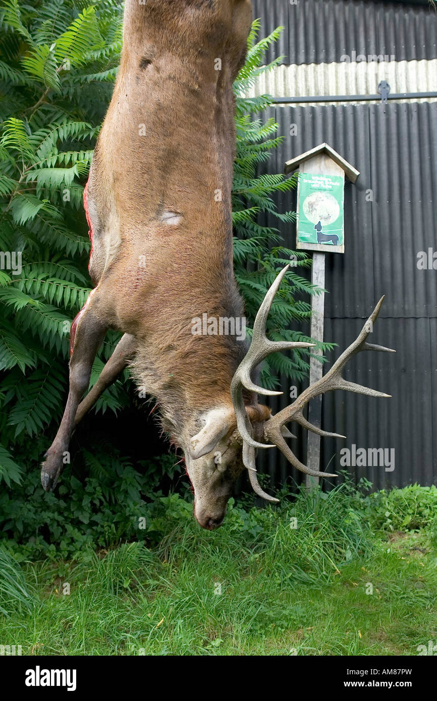 Dead deer hanging hi-res stock photography and images - Alamy