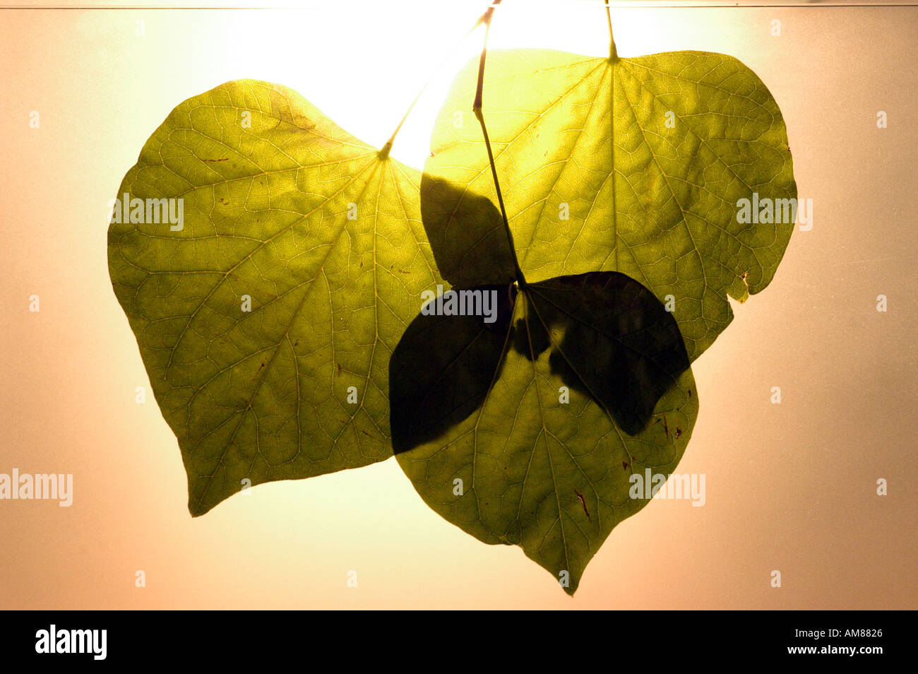 Three overlapping leaves Stock Photo - Alamy