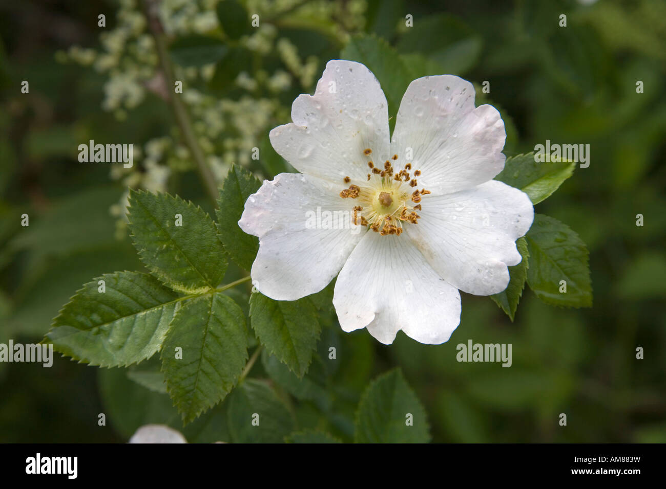dog rose Rosa canina in flower Stock Photo - Alamy