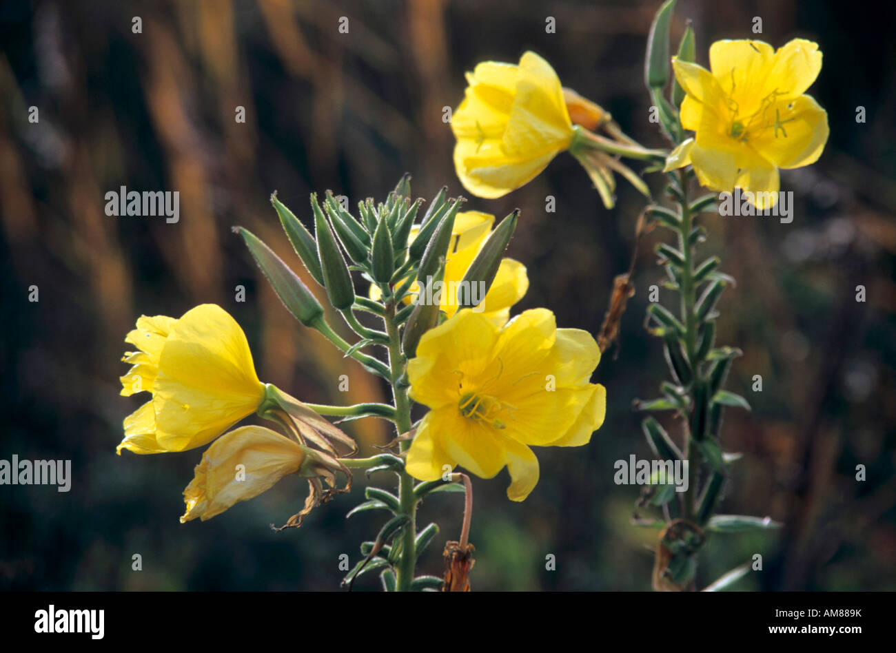 evening primrose Oenothera erythrosepala cornwall Stock Photo - Alamy
