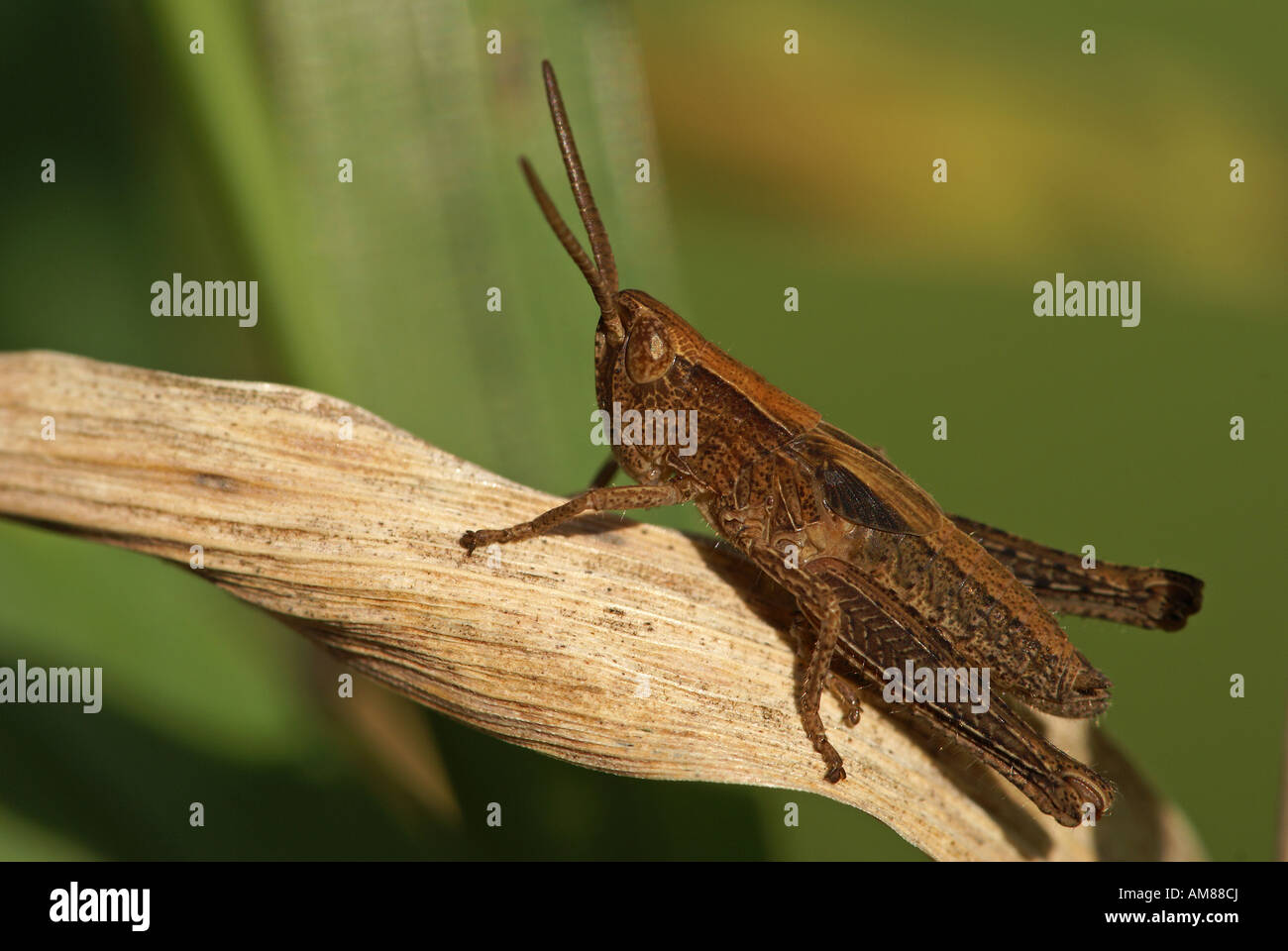 Grasshoppers Stock Photos & Grasshoppers Stock Images - Alamy