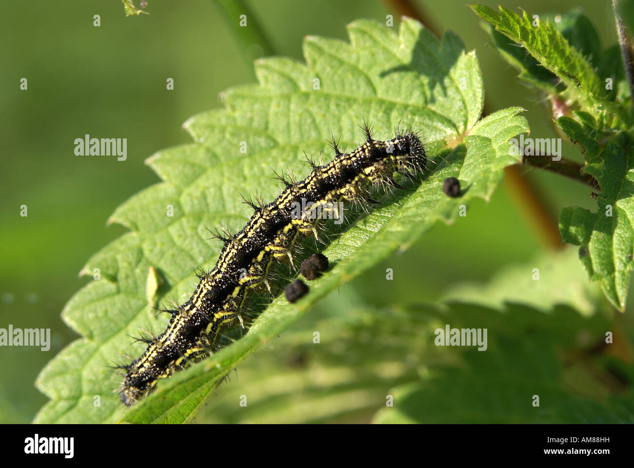 Caterpillar of Small Tortoiseshell (Aglais urticae) on stinging nettle ...