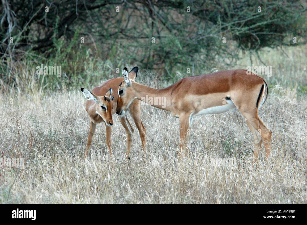 Kenya Samburu National Reserve Kenya a female and young Impala ...