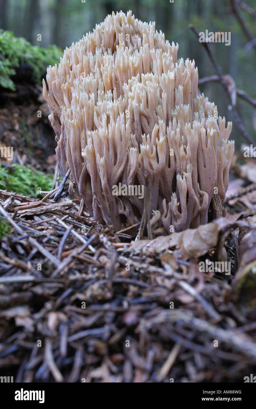 Coral fungi, antler fungi (Ramaria pallida Stock Photo - Alamy