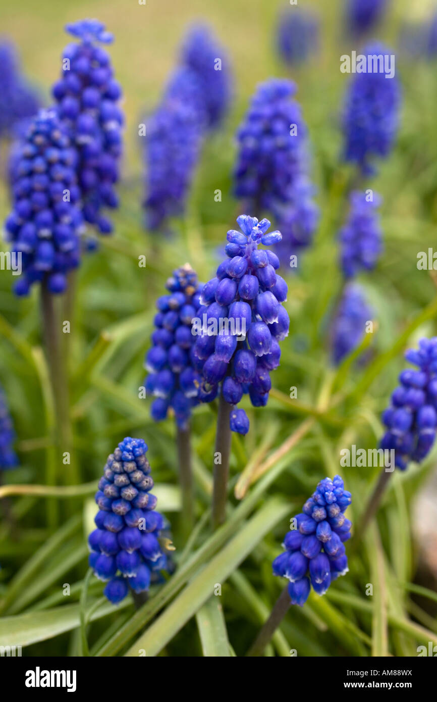 Atlanticum hi-res stock photography and images - Alamy