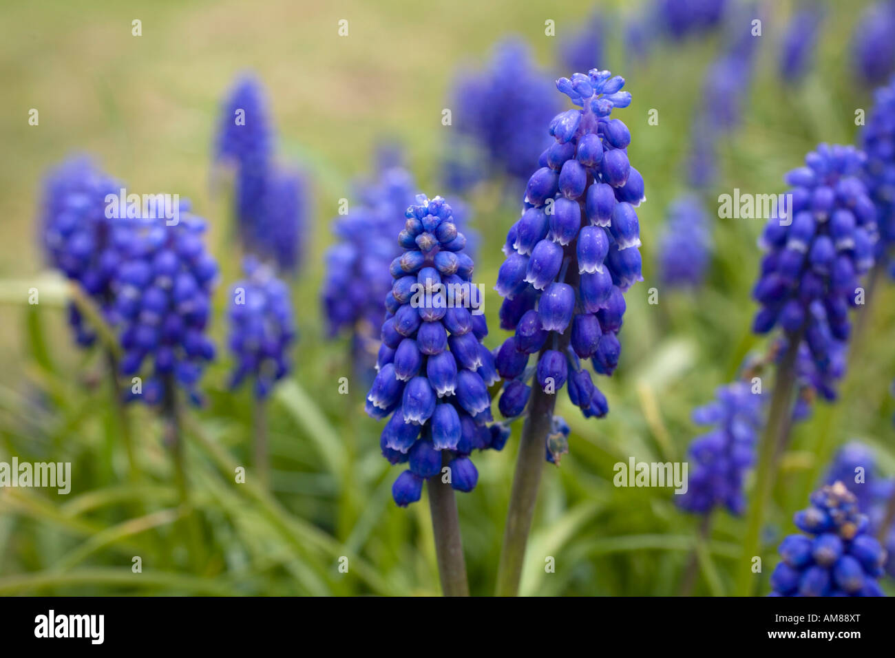 grape hyacinth Muscari atlanticum cornwall Stock Photo - Alamy