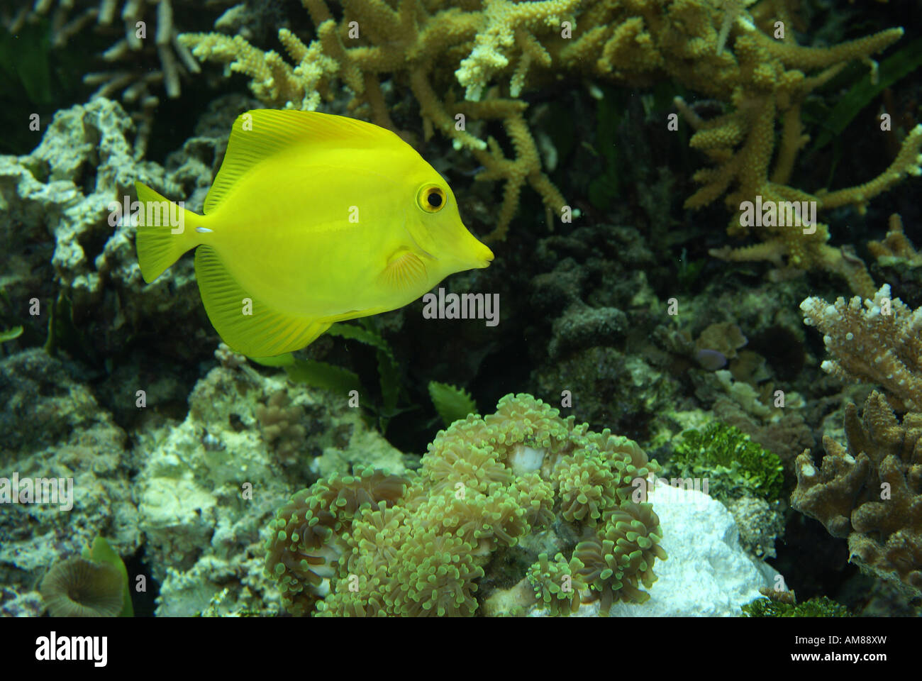 Yellow Tang (Zebrasoma flavenscens) captive Stock Photo - Alamy