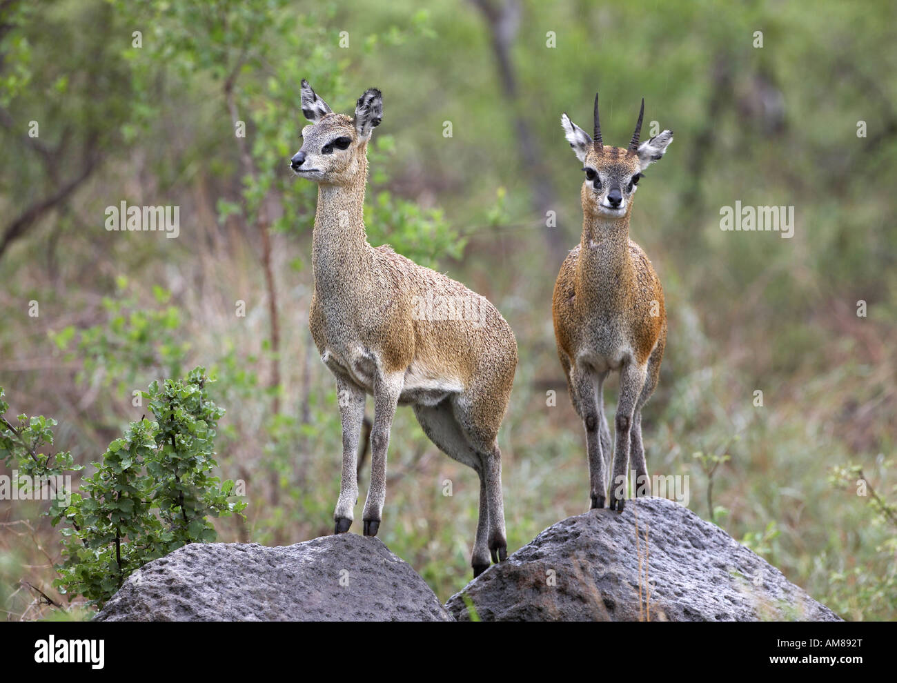 A pair of Klipspringers on Rock (Oreotragus oreotragus Stock Photo - Alamy