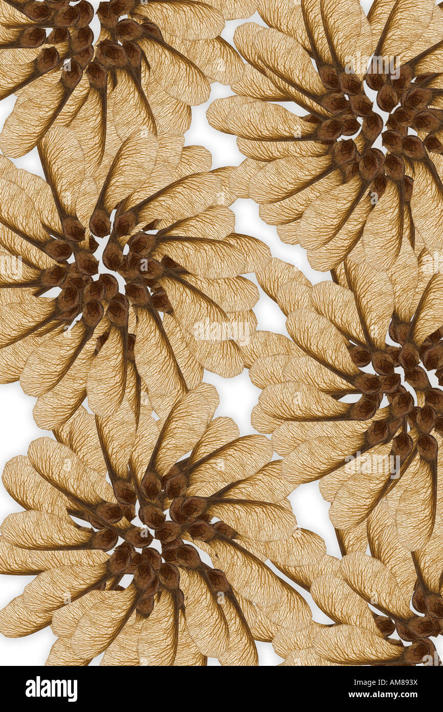 Erable sycomore hi-res stock photography and images - Alamy