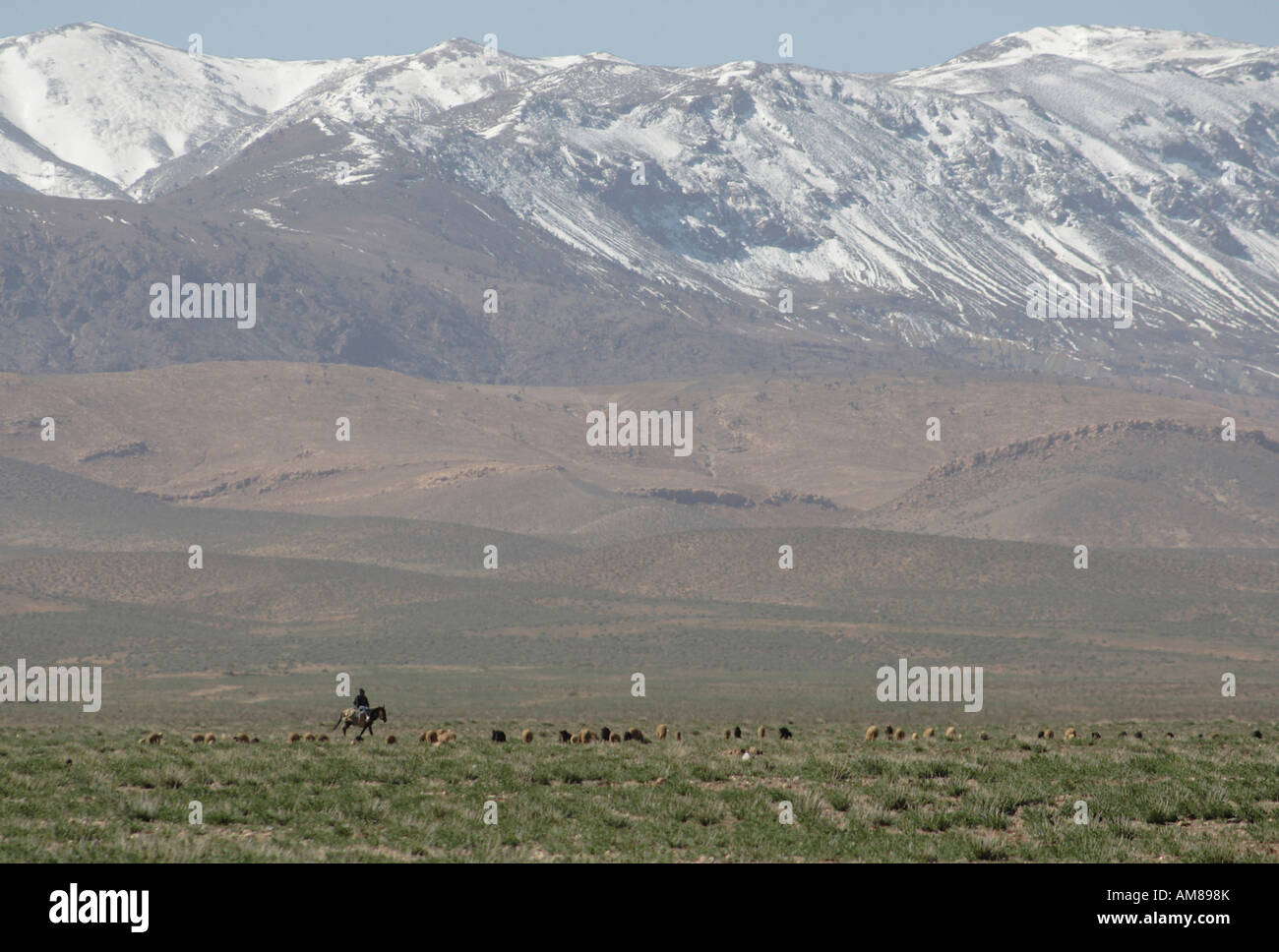 Riding herdsman with herd on the plateau of the Middle Atlas, the ...