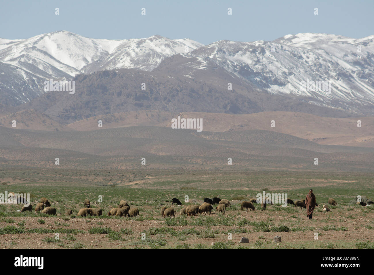 Herdsman with herd on the plateau of the Middle Atlas, the mountains of ...