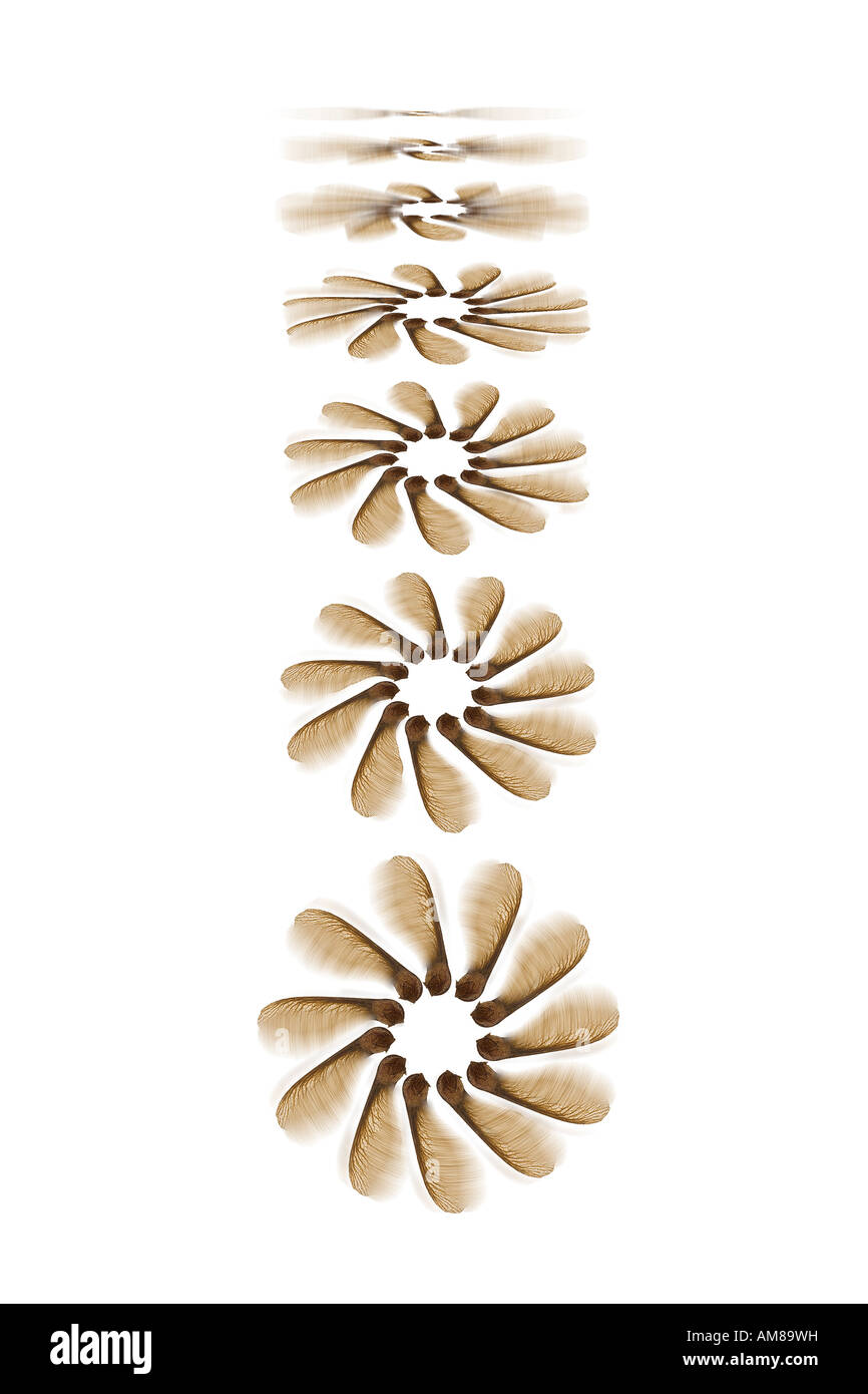 Spinning seed Cut Out Stock Images & Pictures - Alamy