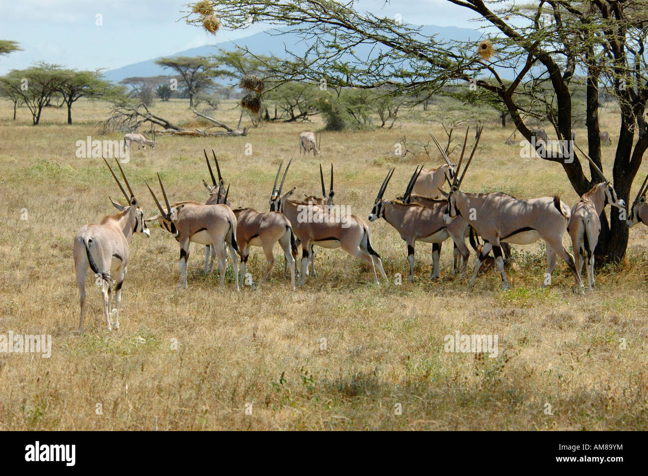 Bull horn acacia tree hi-res stock photography and images - Alamy