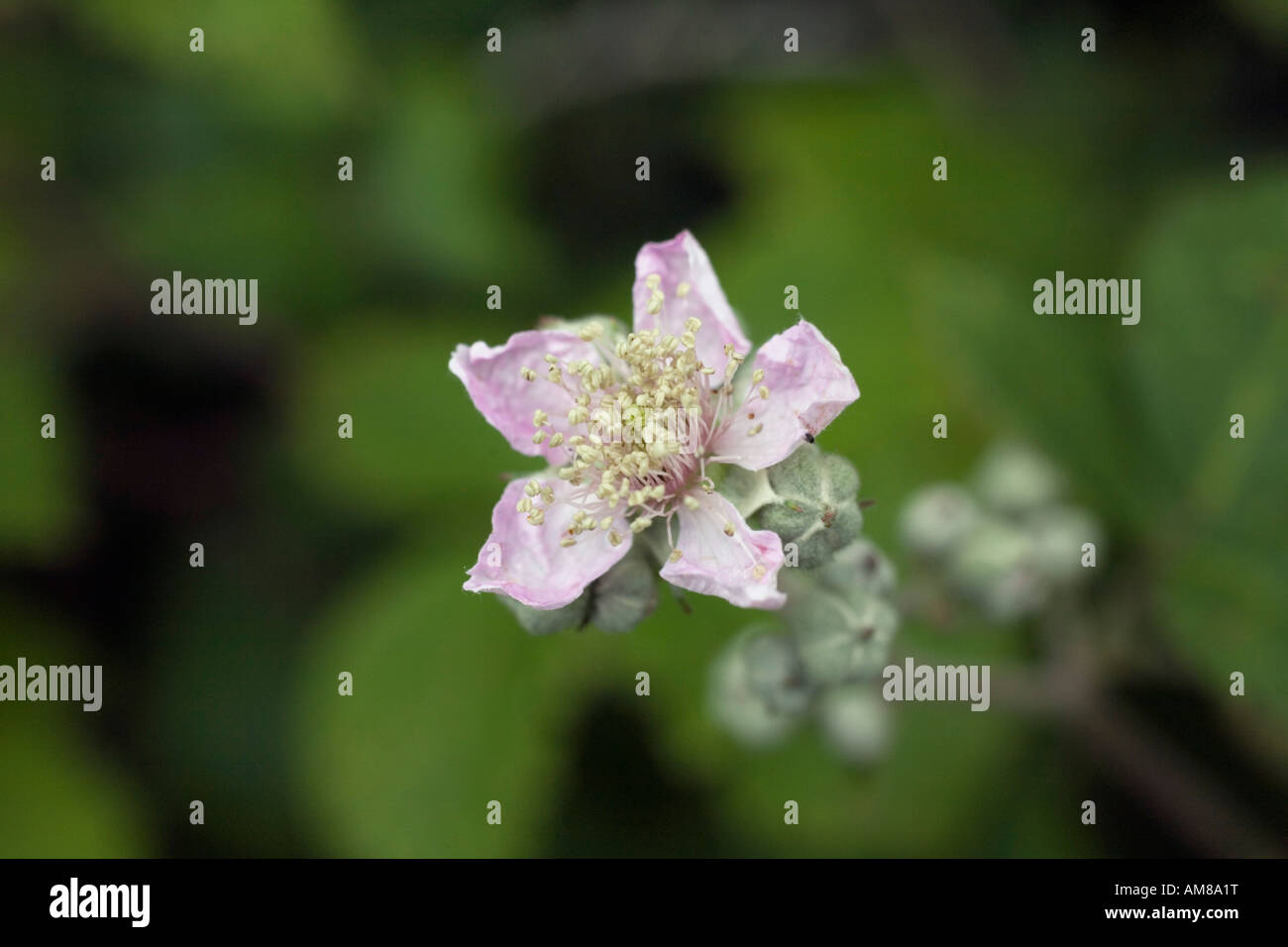 bramble Rubus fruticosus flower Stock Photo - Alamy