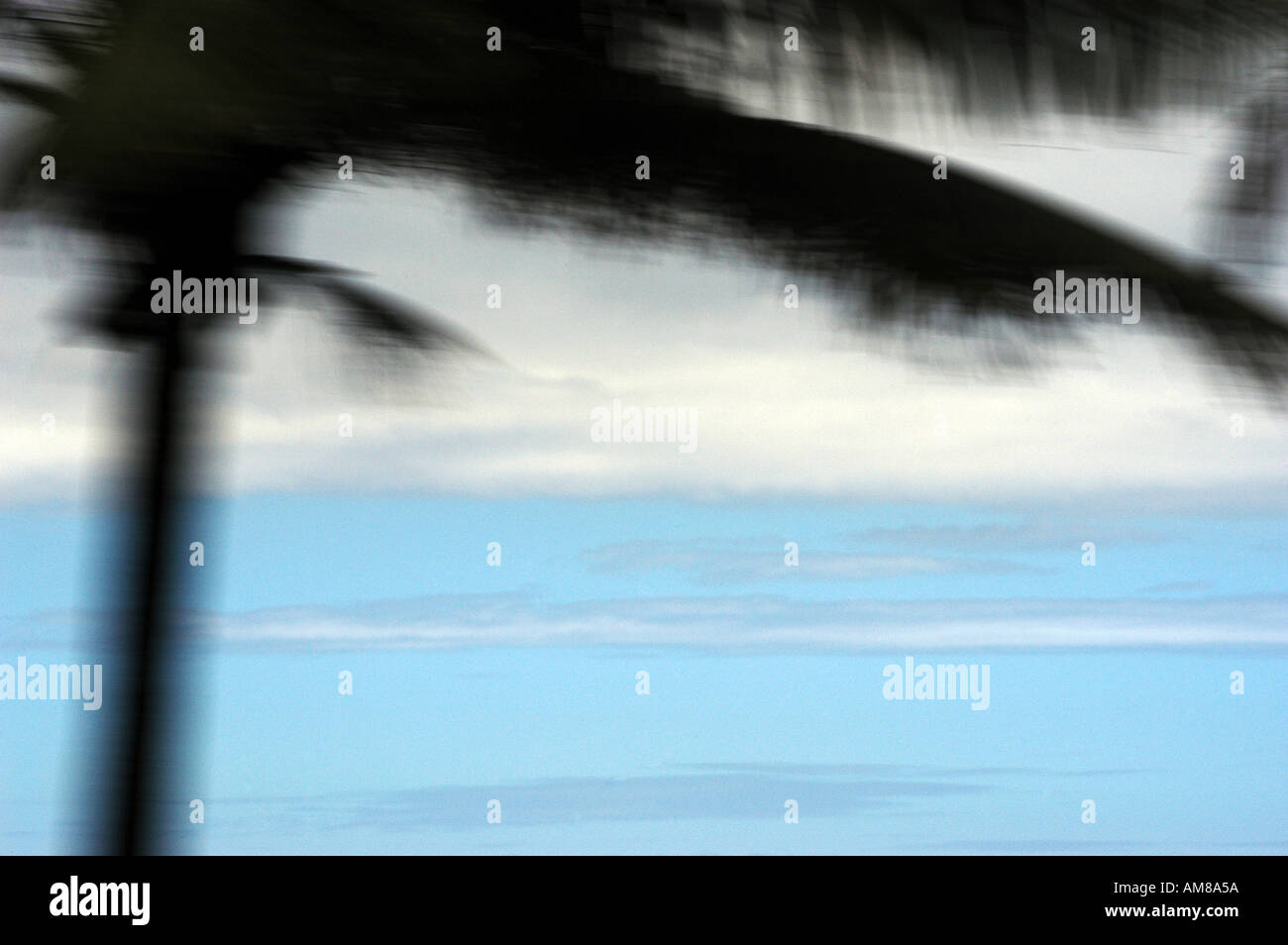 Palm tree shot from moving vehicle Stock Photo - Alamy