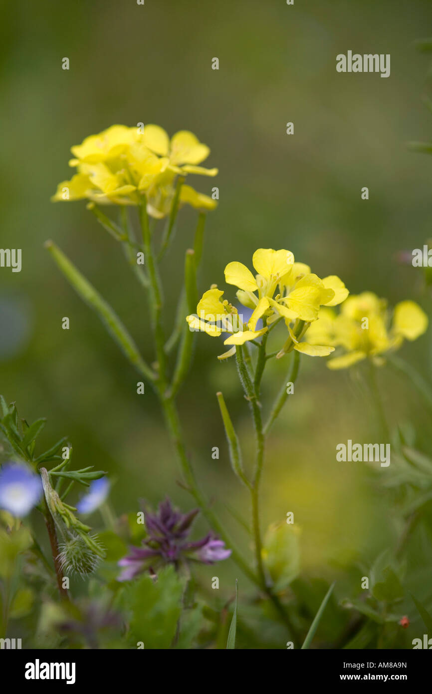 charlock Sinapis arvensis in flower Stock Photo - Alamy