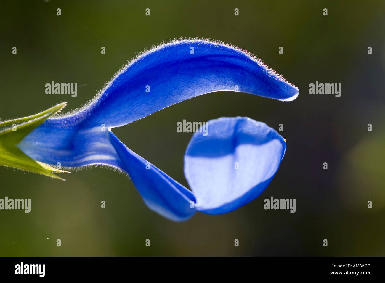 Blue blooming sage hi-res stock photography and images - Alamy