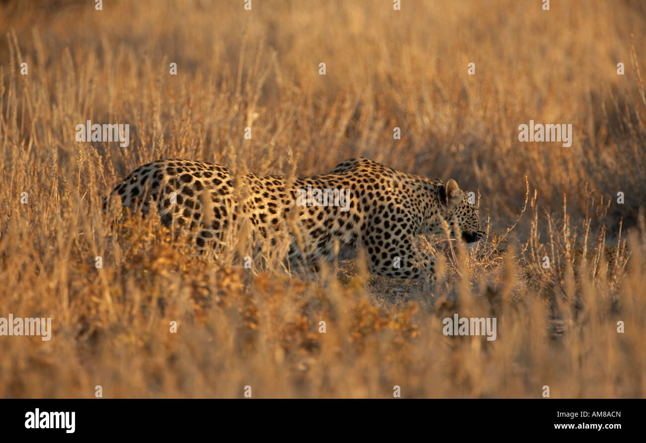 Leopard panthera pardus stalking prey hi-res stock photography and ...