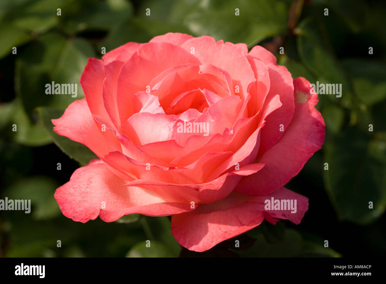 Rosarote rosen hi-res stock photography and images - Alamy