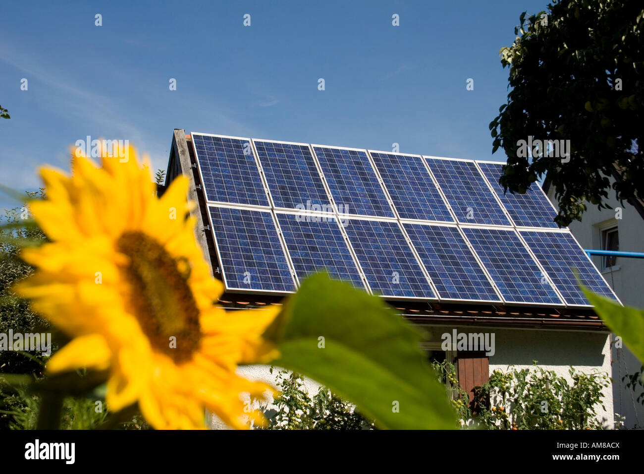 Solar cells completely covering small roof, sunflower blossom Stock ...
