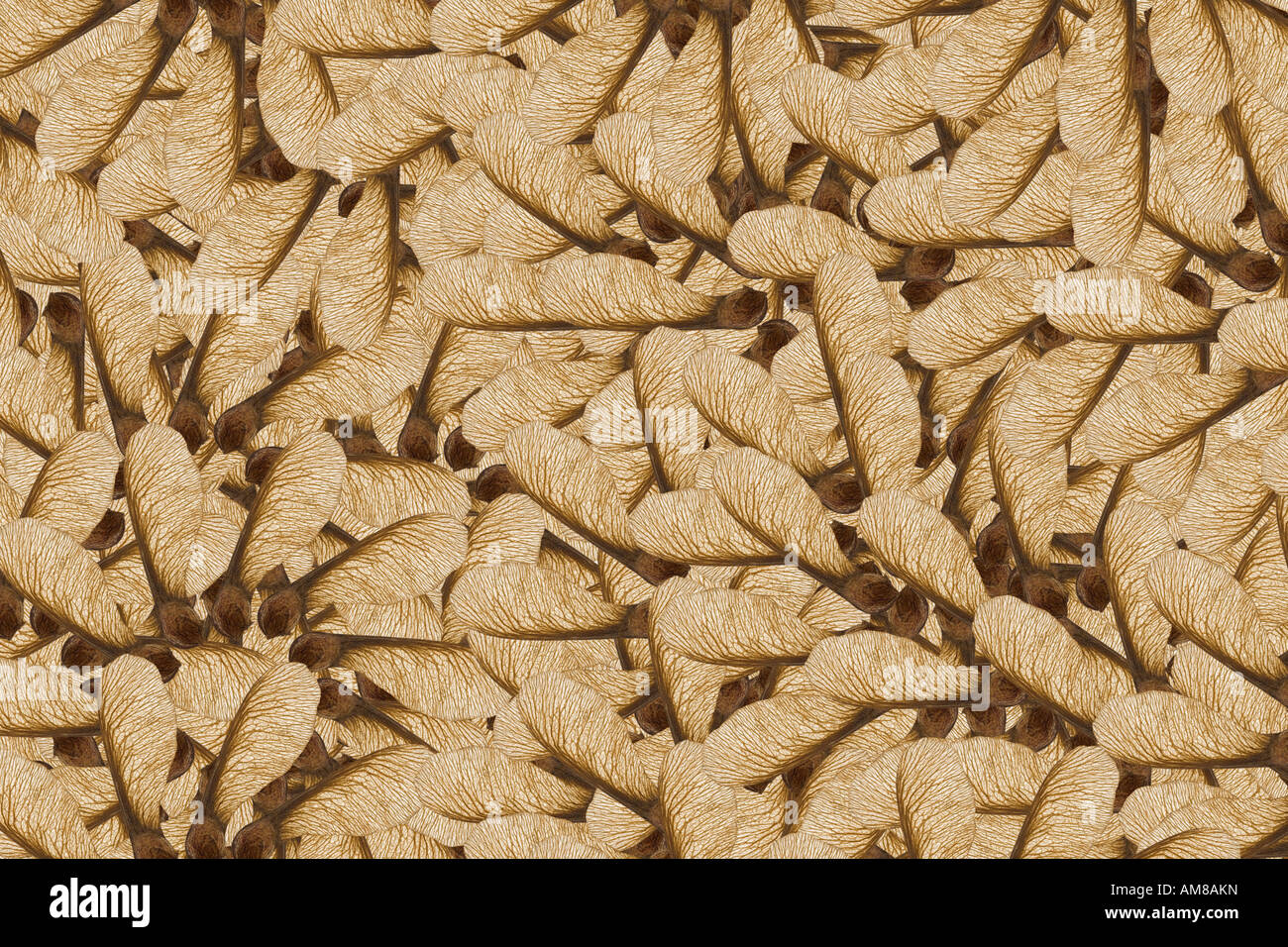 Maple seed winglike extensions called hi-res stock photography and ...