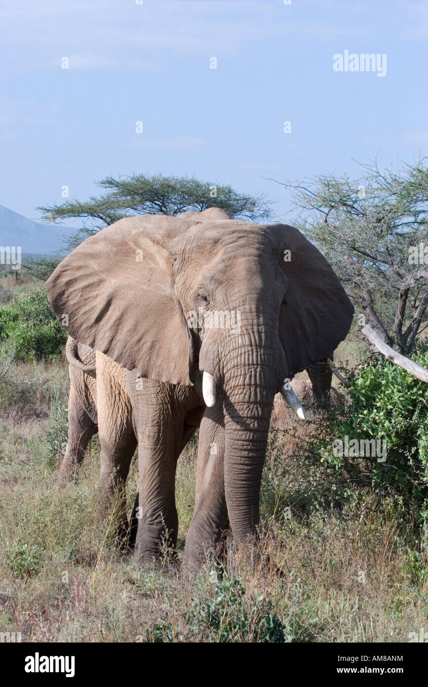 Kenya Samburu National Reserve Kenya African Elephant Stock Photo - Alamy