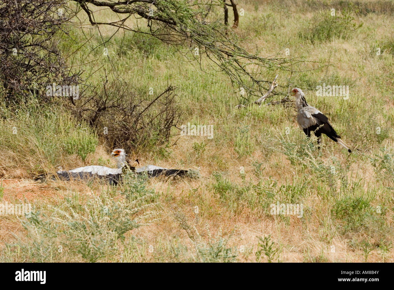 Kenya Samburu National Reserve Kenya Two Secretary Birds Sagittarius ...