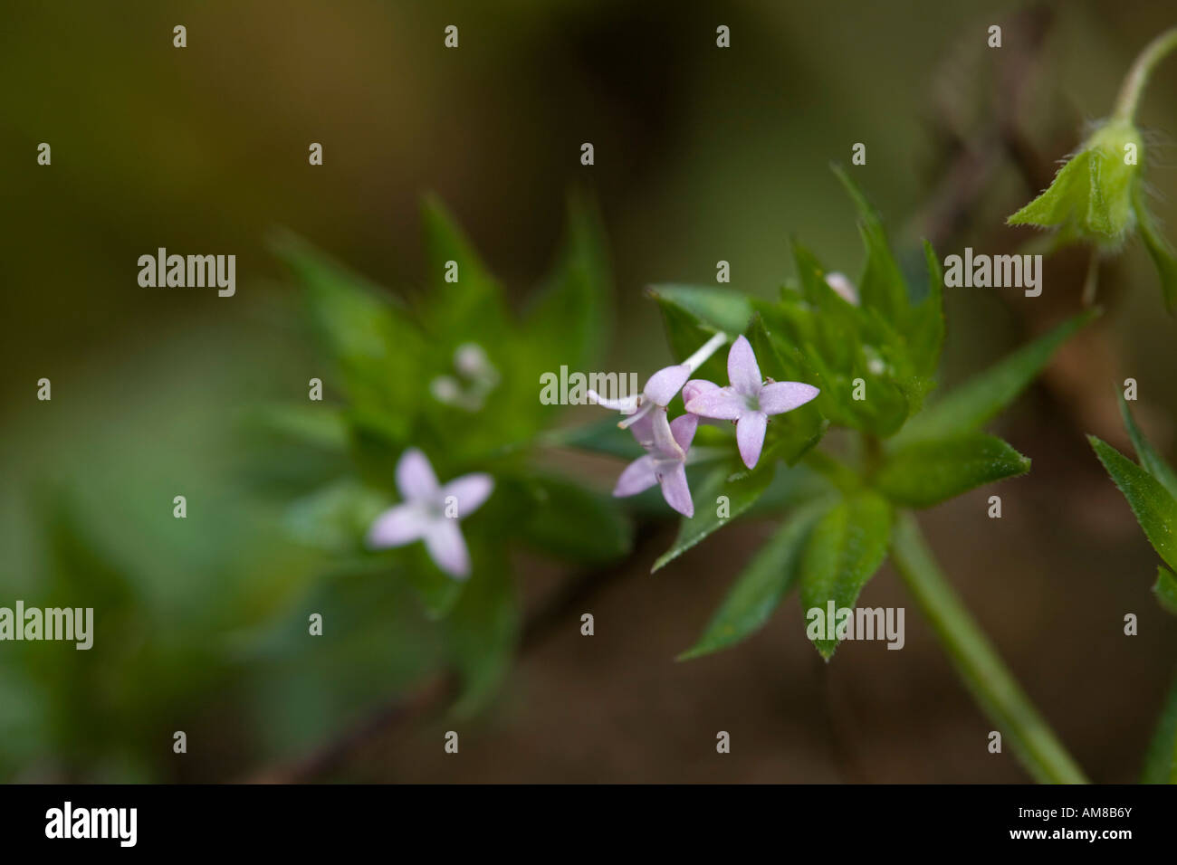field madder Sherardia arvensis flowers Stock Photo - Alamy