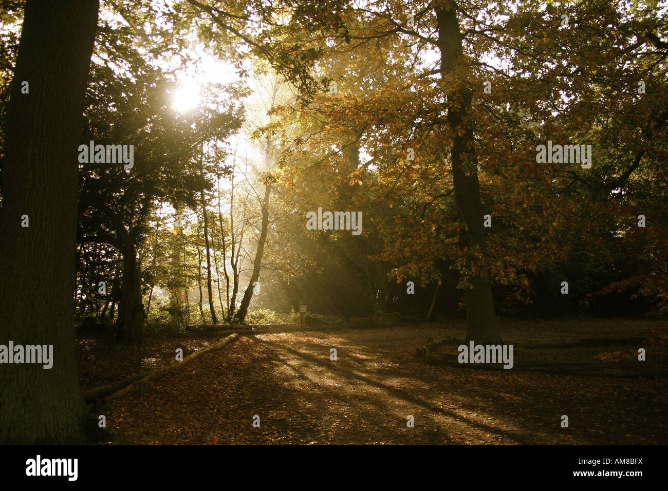 Autumn sun rays in England landscape Stock Photo - Alamy