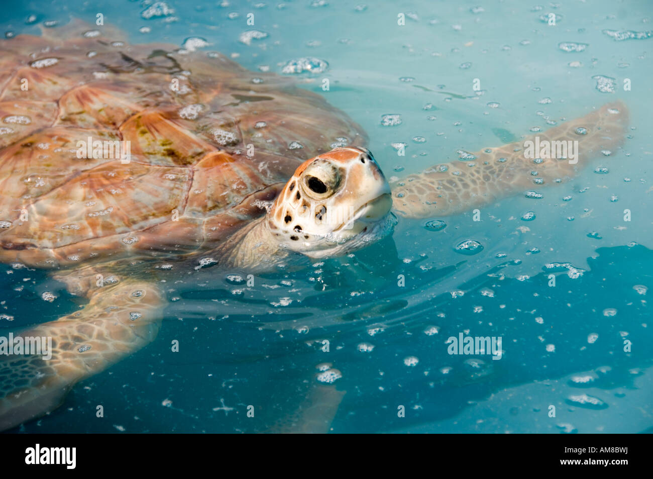 Sea turtle head close up hi-res stock photography and images - Alamy