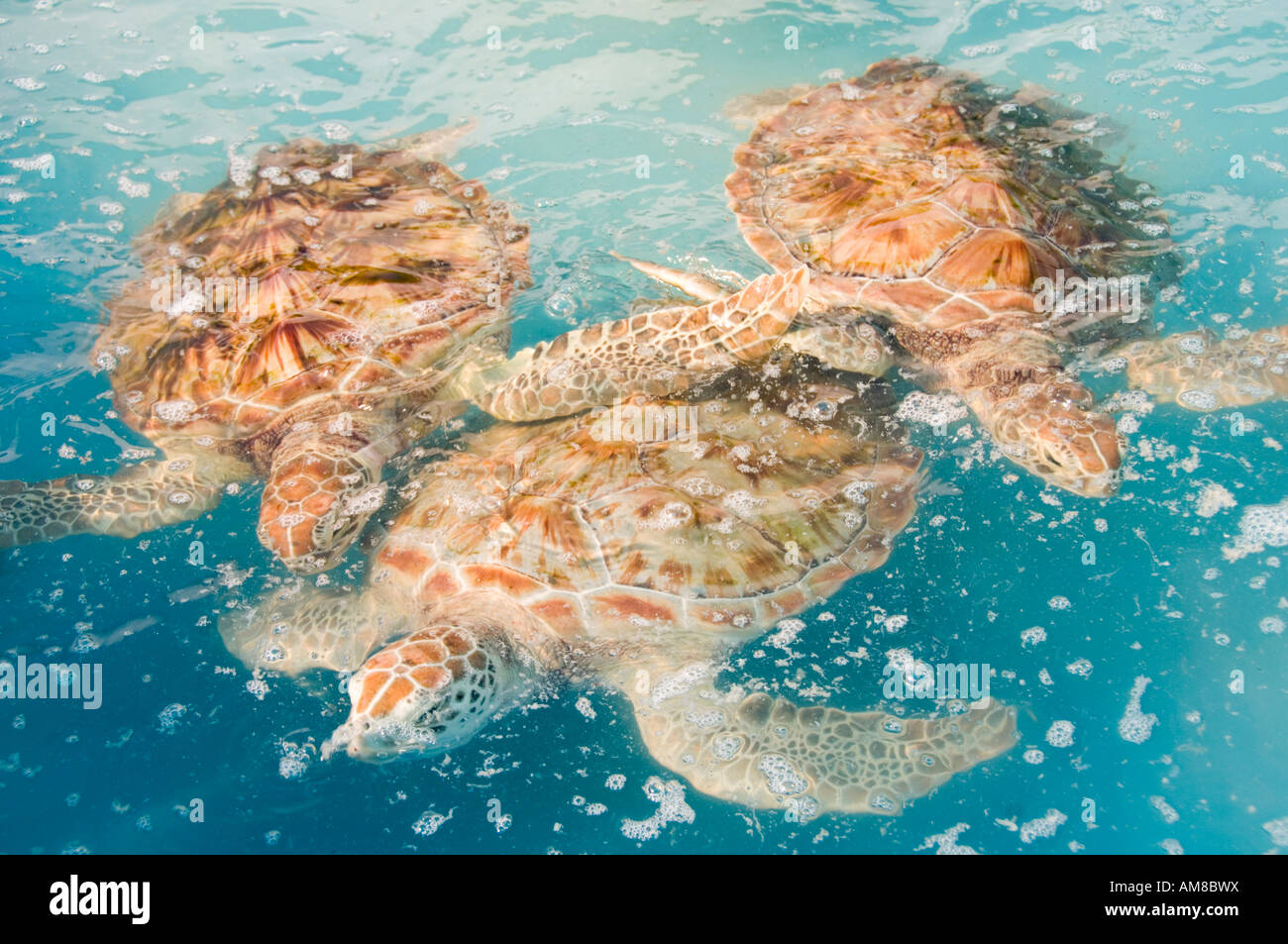 Mexico sea turtles hi-res stock photography and images - Alamy