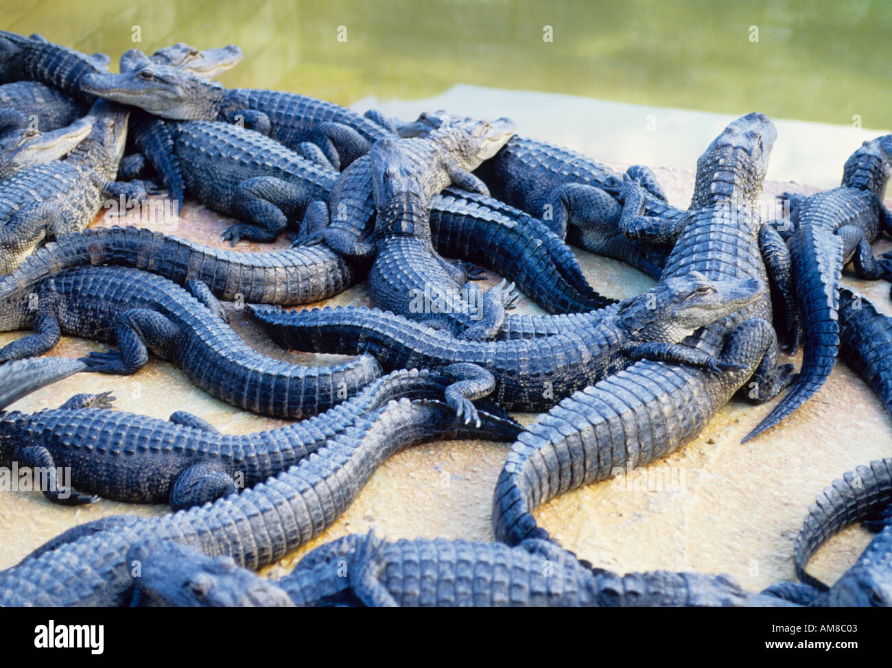 Alligators being bred on a farm Stock Photo - Alamy