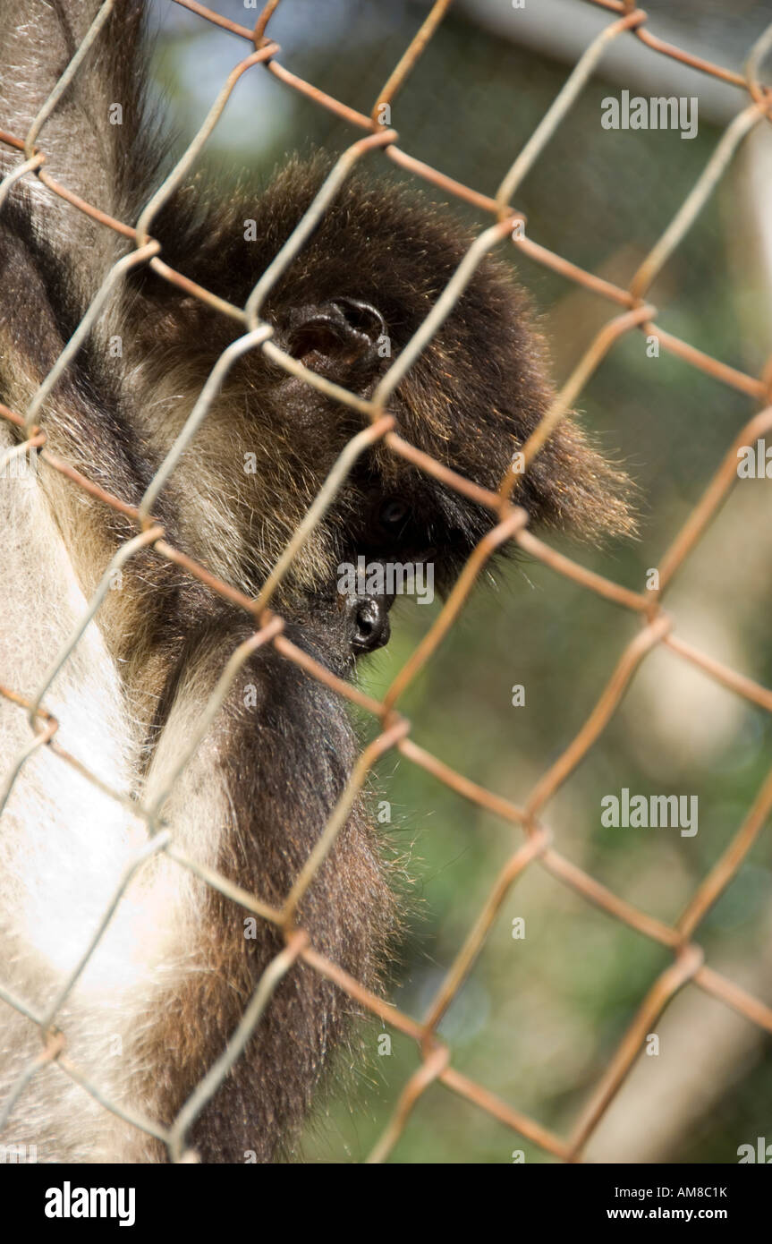 Close Up of Caged Monkey Stock Photo - Alamy