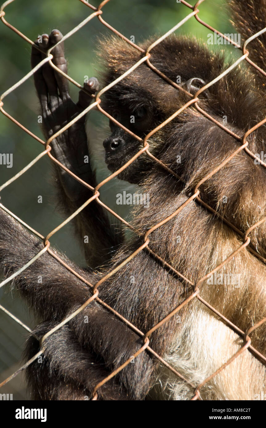 Monkey claw hi-res stock photography and images - Alamy