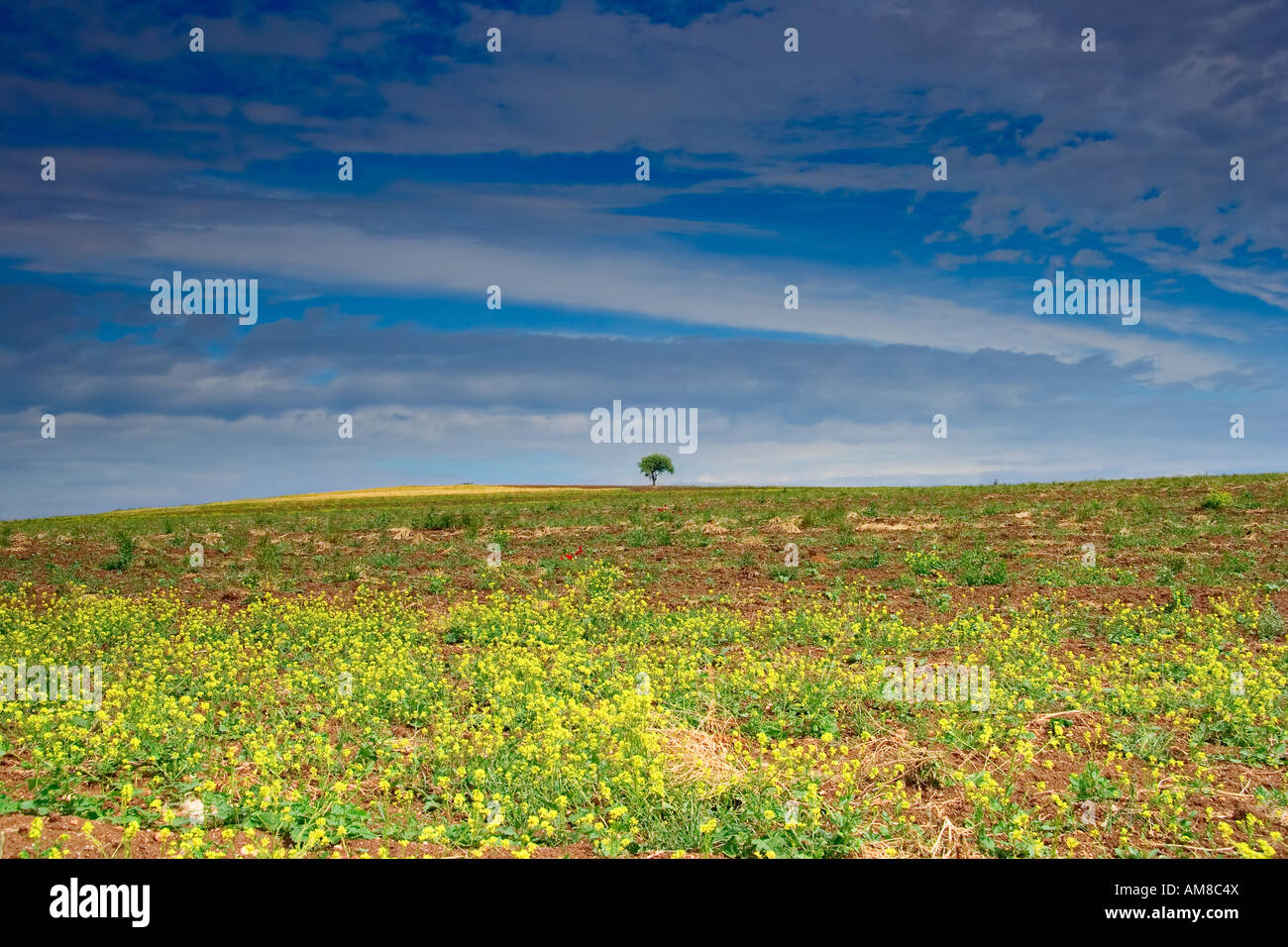 Empty farmland and a tree in countryside Stock Photo - Alamy