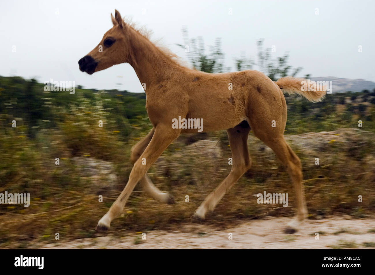 Young foal running with motion blur Stock Photo - Alamy