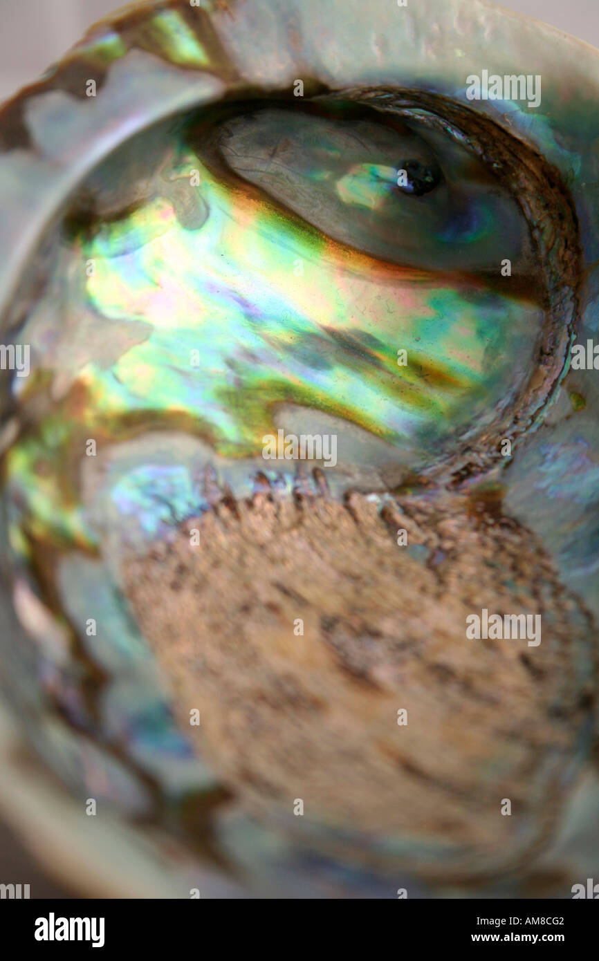 Paua Shell High Resolution Stock Photography and Images - Alamy