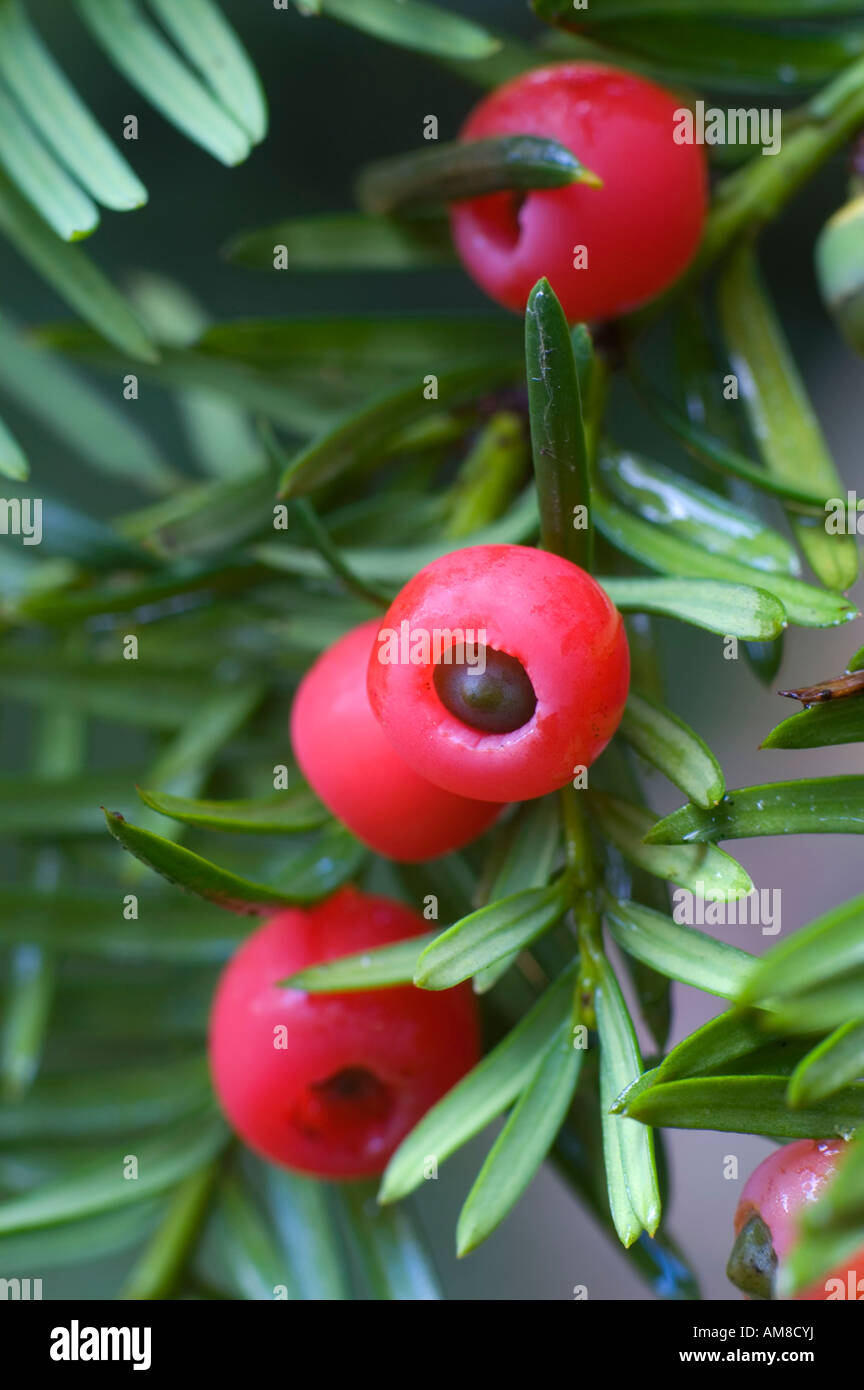 yew Taxus baccata with berries Stock Photo - Alamy