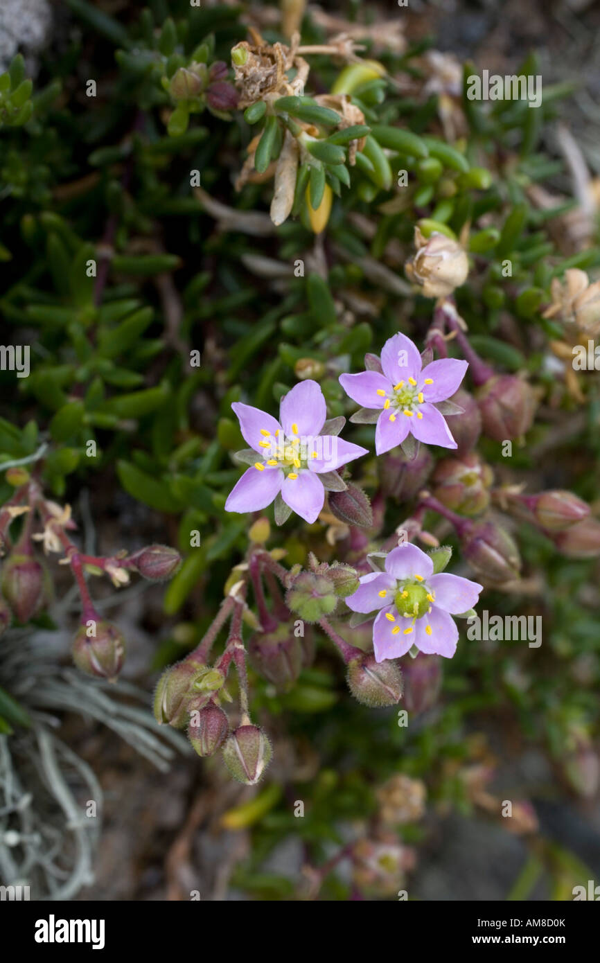 greater sea spurry Spergularia marina in flower Stock Photo - Alamy