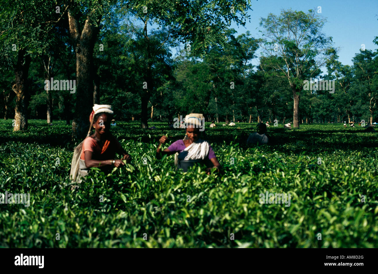 Assam women picking tea leaves hi-res stock photography and images - Alamy