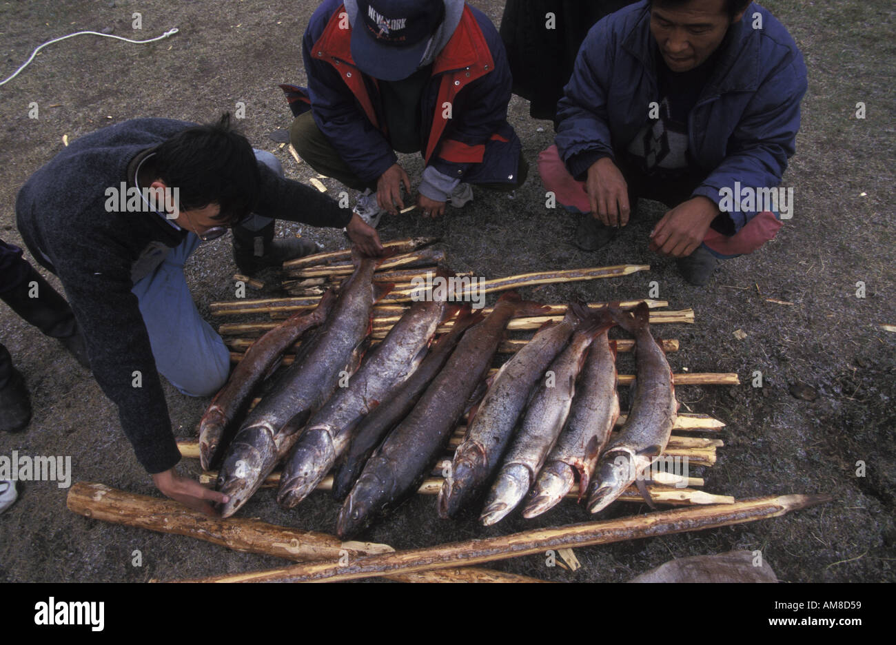 A large net catch of salmonids which are prolific in this area of ...