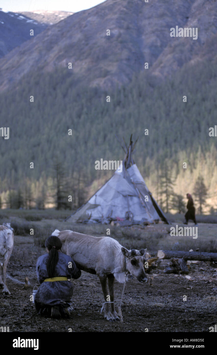 A Tsaatan woman milking her reindeer in Northern outer Mongolia Russian ...