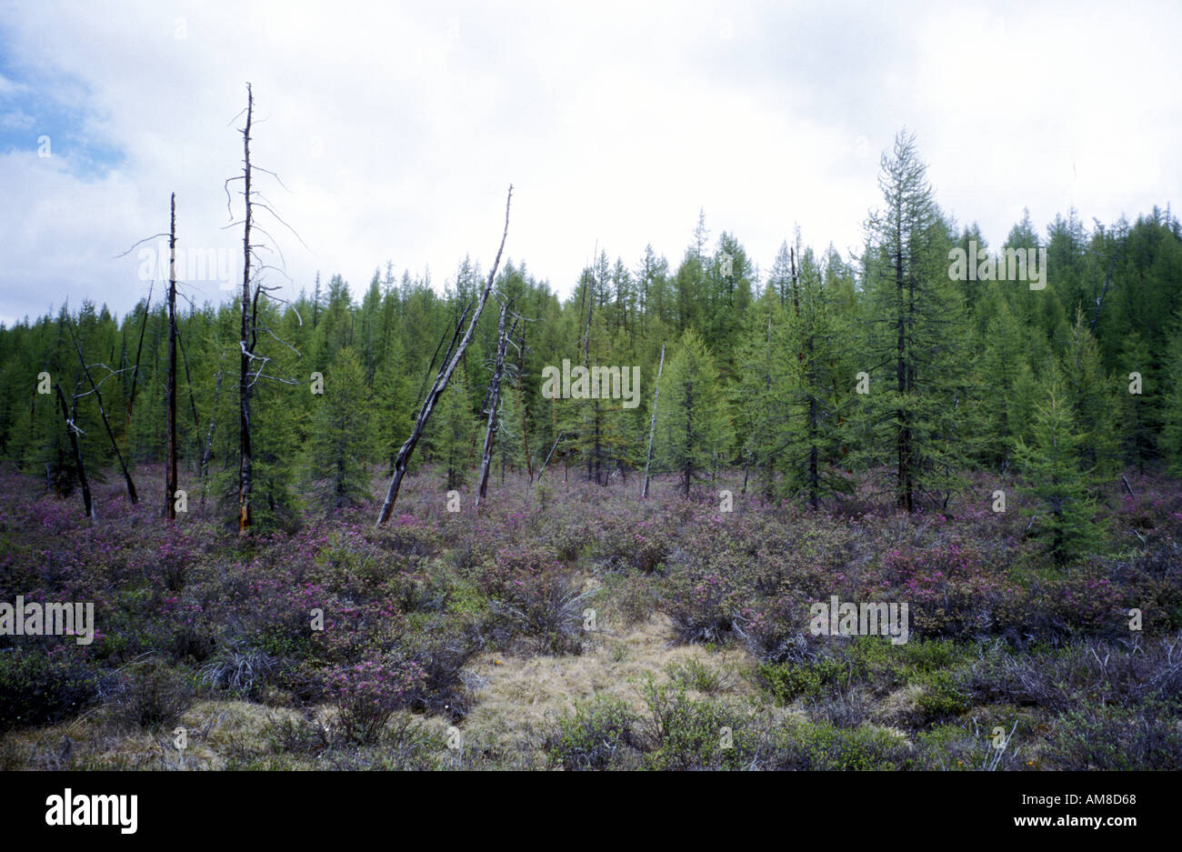 The Taiga forest Northern Outer Mongolia, Russian border Stock Photo ...