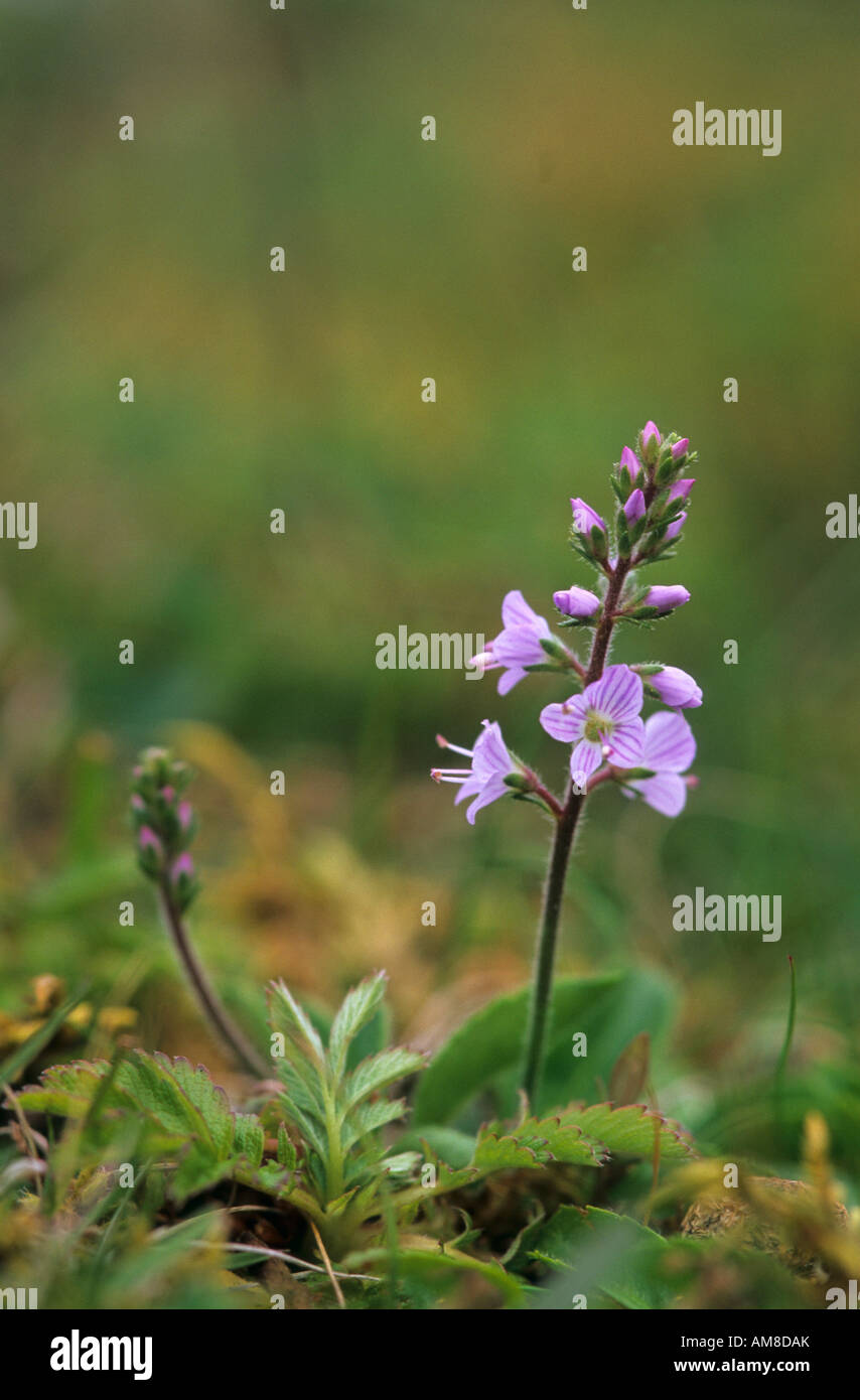 heath speedwell Veronica officinalis in flower Stock Photo - Alamy