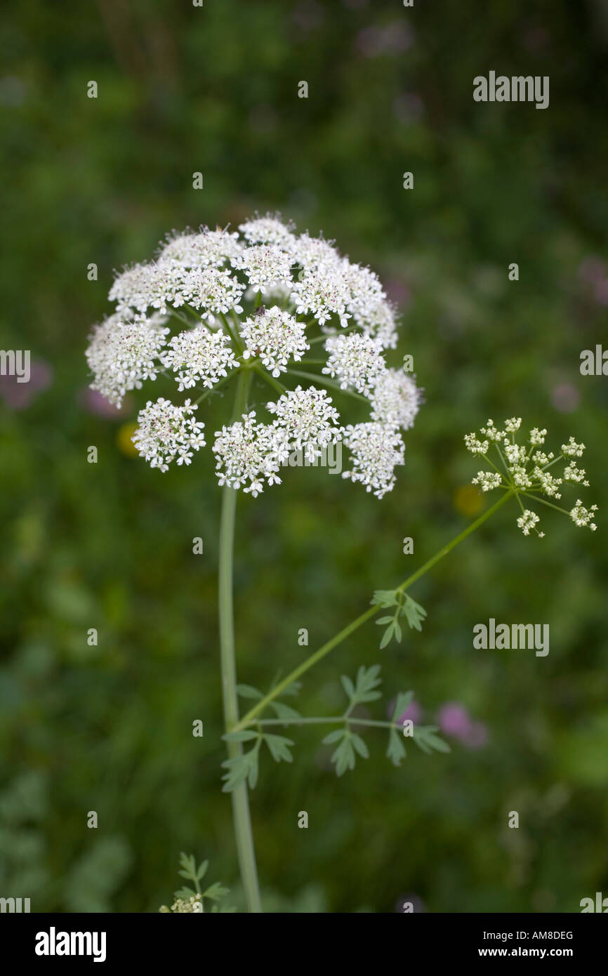 hemlock water dropwort Oenanthe crocata in flower Stock Photo - Alamy